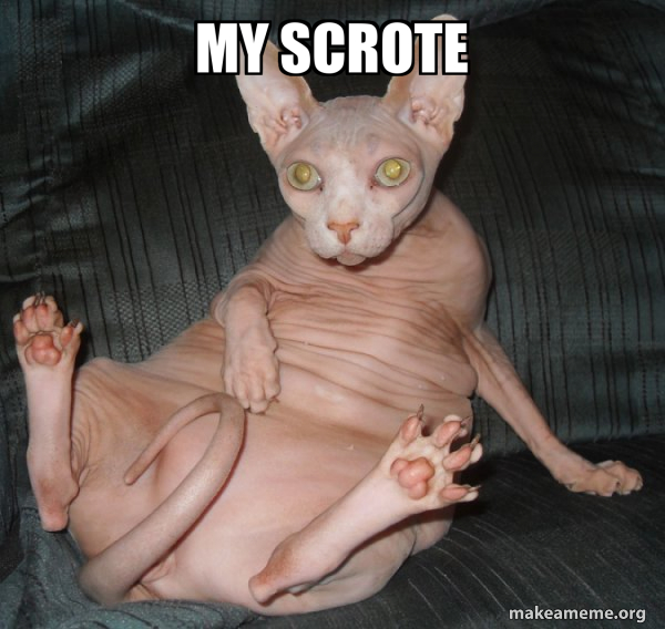 my scrote - Hairless Cat Meme Generator