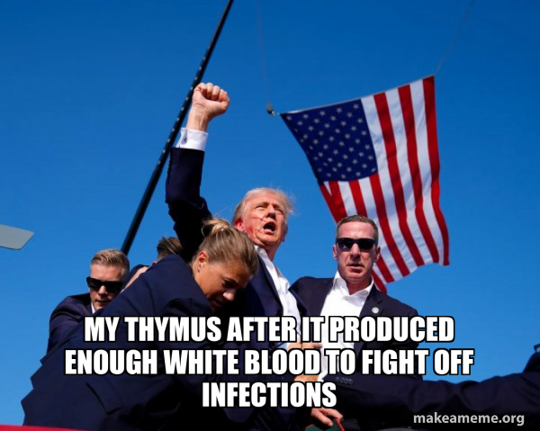 My Thymus after it produced enough white blood to fight off infections ...