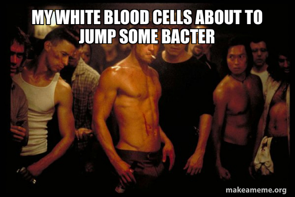 My white blood cells about to jump some bacter - Fight Club Meme Generator
