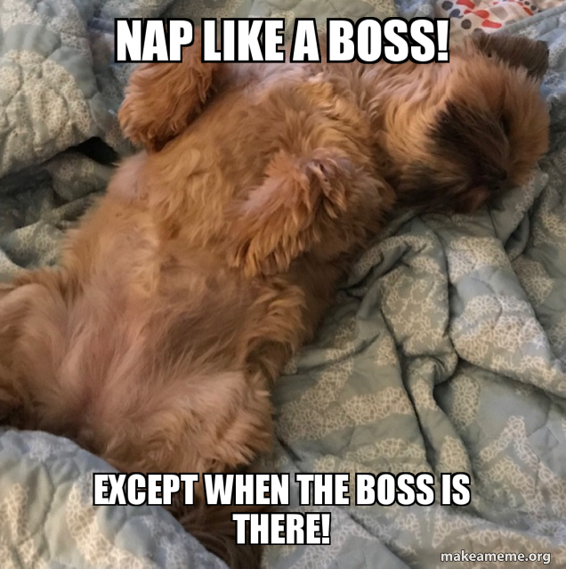 nap like a boss! except when the boss is there! - napping Meme Generator