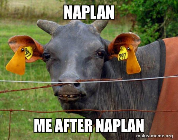 NAPLAN Me after naplan - Hairless Cow Meme Generator