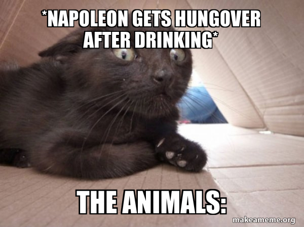 *Napoleon gets hungover after drinking* The animals: - Schitzo Cat Meme ...