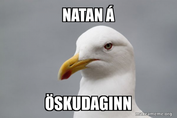 natan á Öskudaginn - Stuff That Didn't Happen Seagull Meme Generator