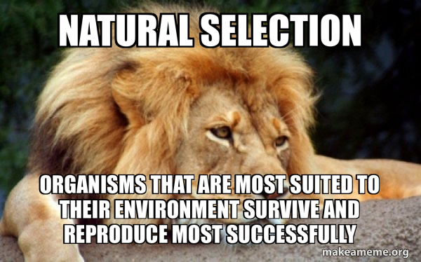 Natural selection organisms that are most suited to their environment ...