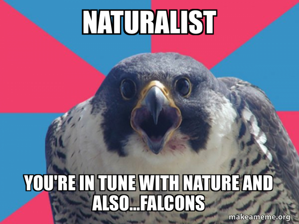 Naturalist You're in tune with nature and also...falcons - Millennial ...