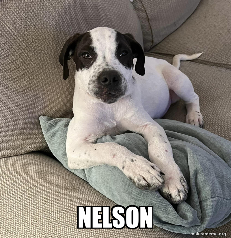 Nelson Laughing Memes Samuel laughing : meme