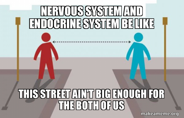 Nervous system and Endocrine system be like This street ain't big ...