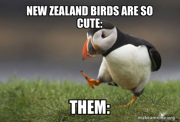 Memes Pulau New Zealand Birds Are So Cute: Them: Unpopular Opinion