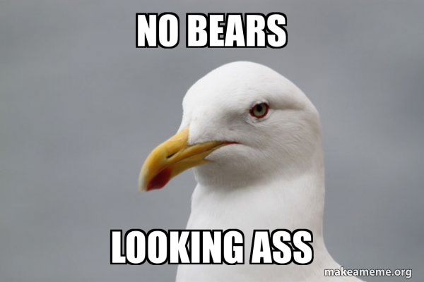 NO BEARS LOOKING ASS - Stuff That Didn't Happen Seagull Meme Generator