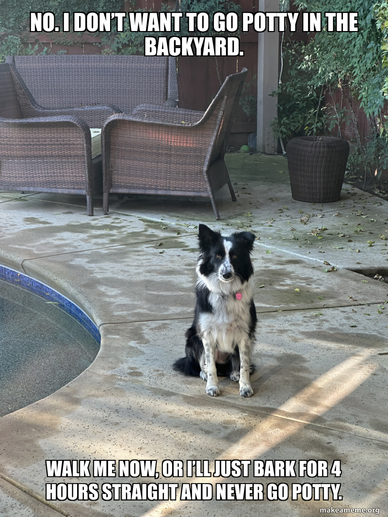 No. i don’t want to go potty in the backyard. Walk me now, Or i’ll just ...