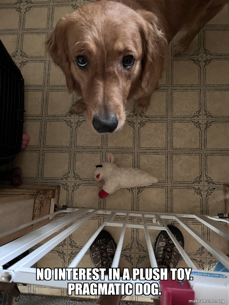 No interest in a plush toy. Pragmatic dog. Meme Generator