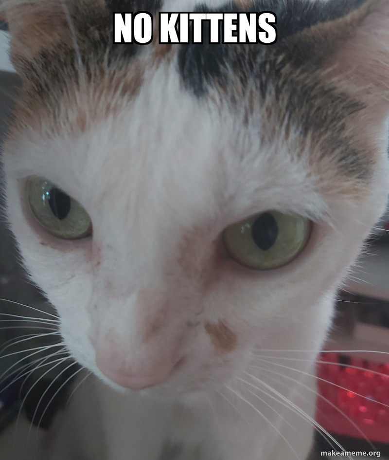 NO KITTENS Meme Generator