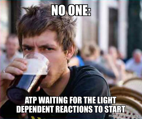 No one: ATP waiting for the light dependent reactions to start - Lazy ...