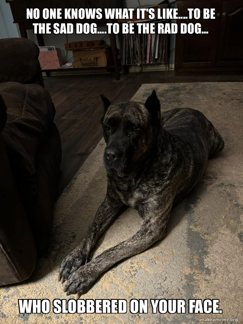 no one knows what it's like....to be the sad dog....to be the rad dog ...