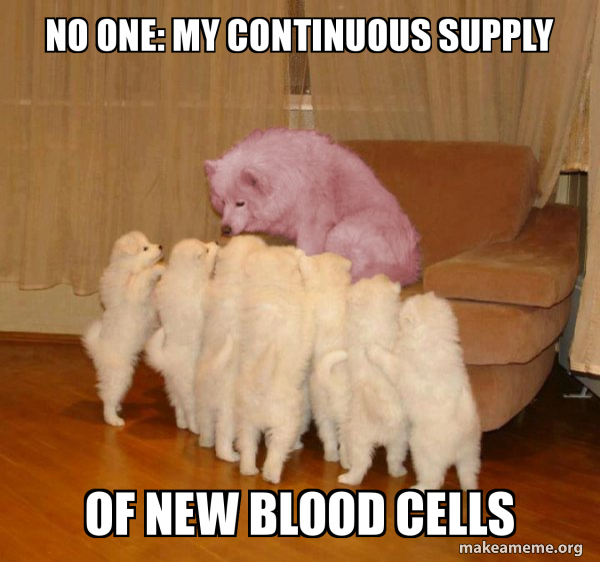 No one: My continuous supply of new blood cells - Malicious ...