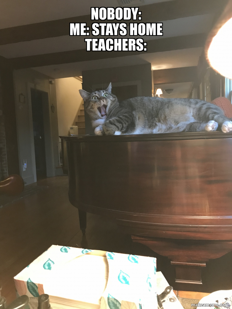 Nobody: Me: Stays home Teachers: - ScaredyKat Meme Generator