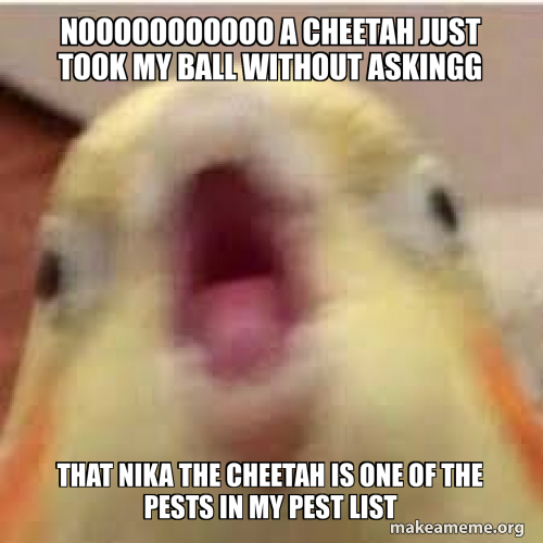 NOOOOOOOOOOO A CHEETAH JUST TOOK MY BALL WITHOUT ASKINGG THAT NIKA THE ...