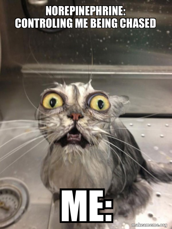 Norepinephrine: Controling Me being chased Me: - Cat bath Meme Generator