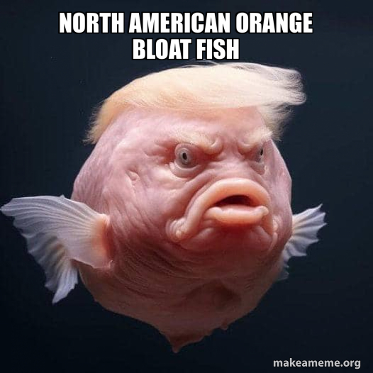 north american orange bloat fish Meme Generator