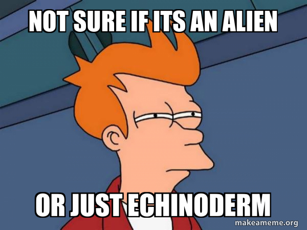 Not sure if its an alien or just echinoderm - Futurama Fry Meme Generator