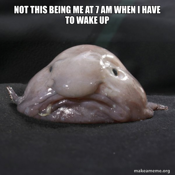 not this being me at 7 am when i have to wake up - Blobfish Meme Generator