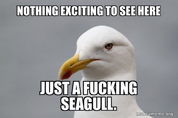 Nothing exciting to see here just a fucking seagull. - Stuff That Didn ...