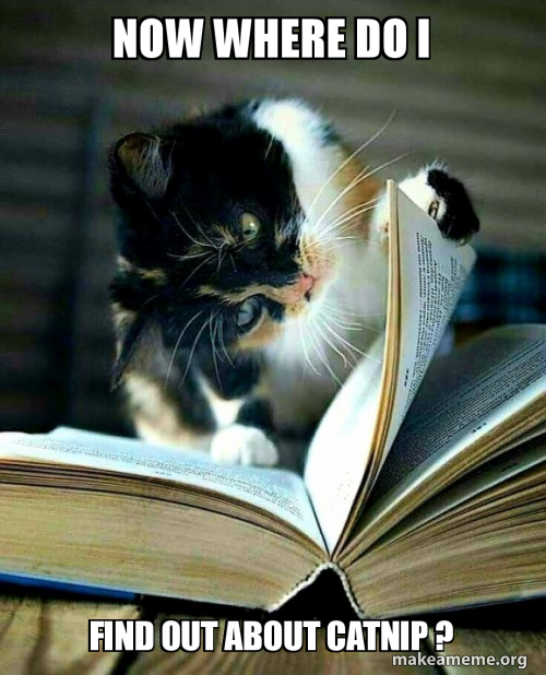 now where do i find out about catnip ? Meme Generator