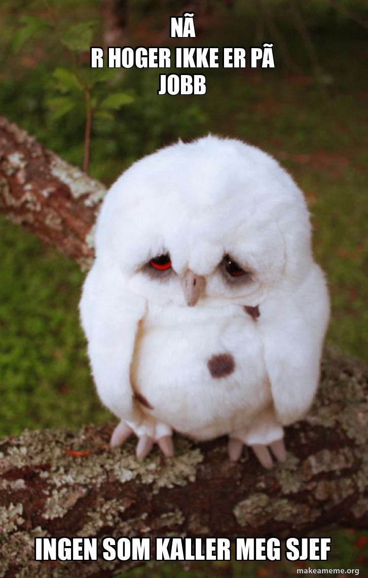 Når hoger ikke er på jobb ingen som kaller meg sjef - Sad Owl Meme ...