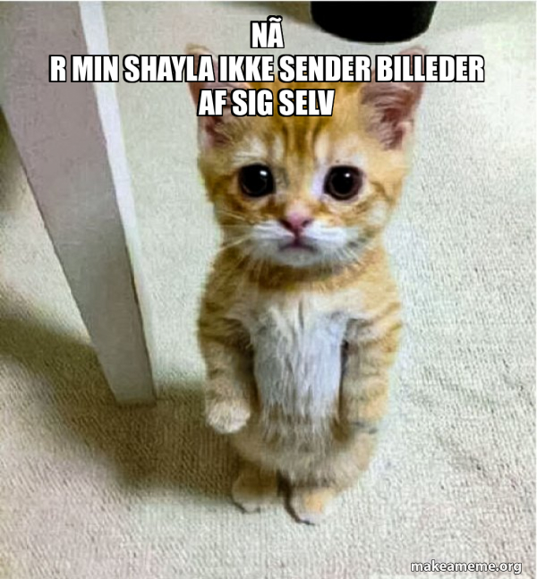 Når min Shayla ikke sender billeder af sig selv - Cute Cat Standing ...