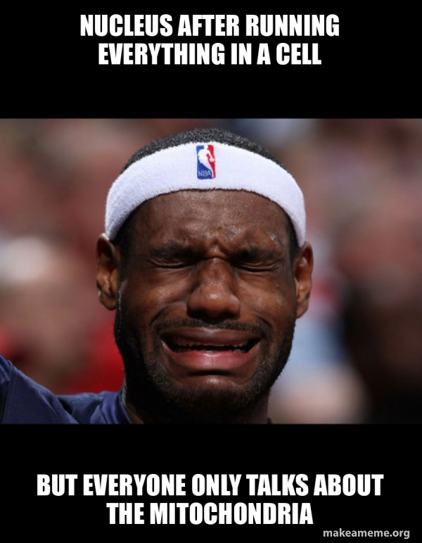 Nucleus after running everything in a cell but everyone only talks ...