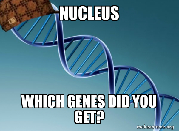 Nucleus Which genes did you get? - Scumbag Genetics Meme Generator