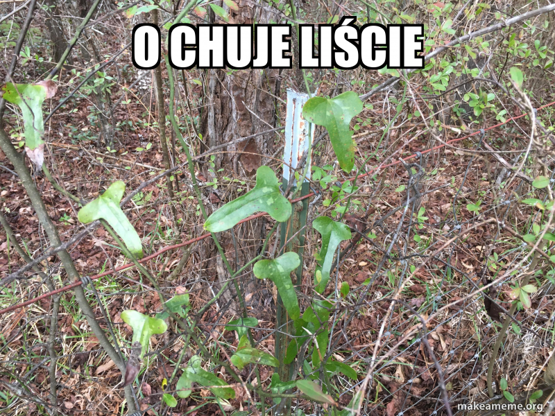 O CHUJE LIŚCIE Meme Generator