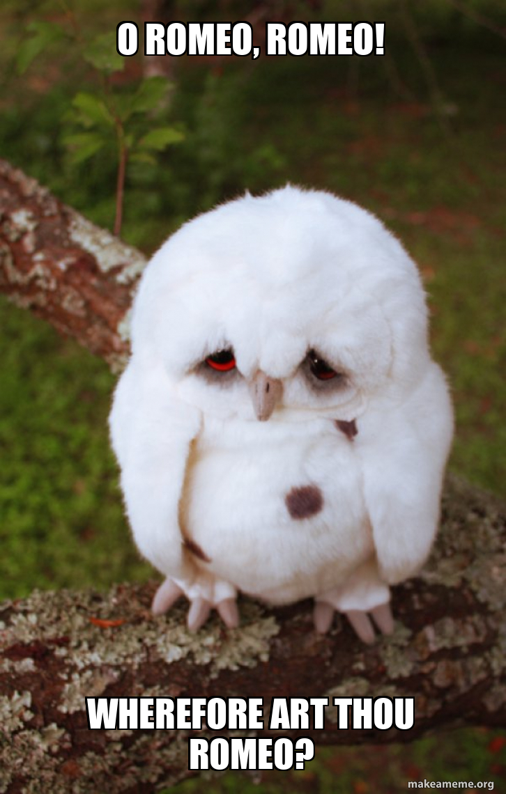 O Romeo, Romeo! Wherefore art thou Romeo? - Sad Owl Meme Generator