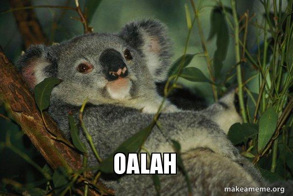 Oalah - Laid Back Koala Meme Generator