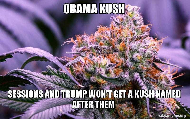 OBAMA KUSH SESSIONS AND TRUMP WON'T GET A KUSH NAMED AFTER THEM Meme ...