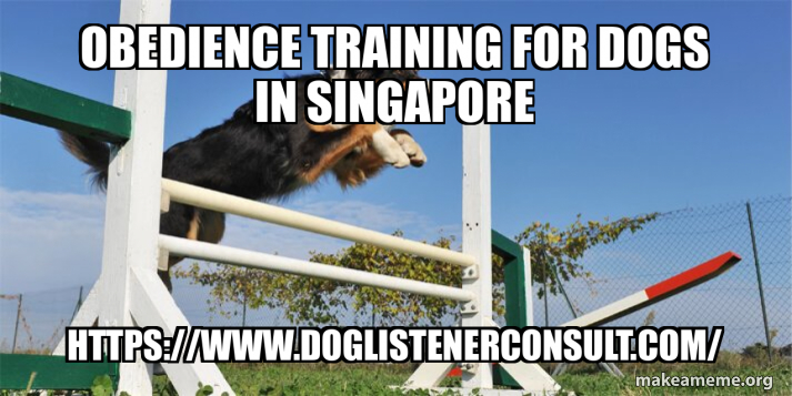 Obedience Training For Dogs in Singapore https://www.doglistenerconsult ...