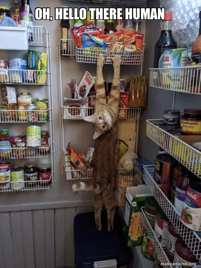 oh, hello there human Meme Generator