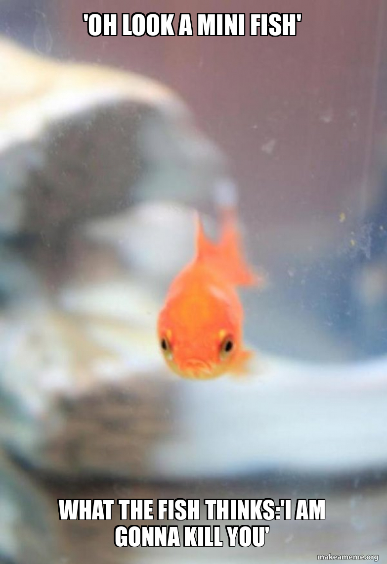 'oh look a mini fish' What the fish thinks:'i am gonna kill you ...