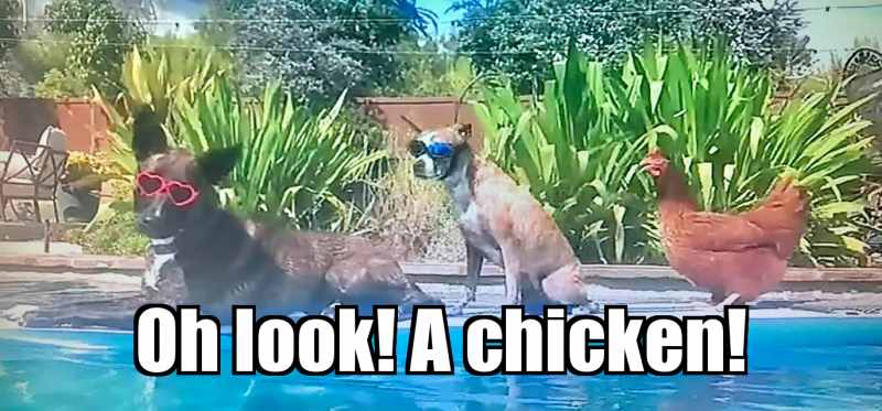Oh look! A chicken! Meme Generator