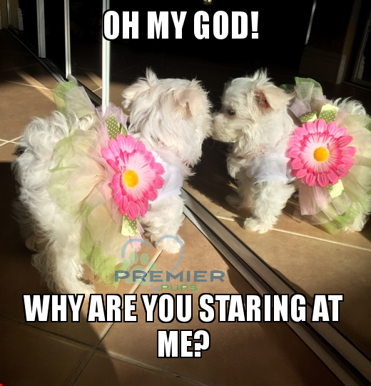 Oh my God! Why are you staring at me? Meme Generator