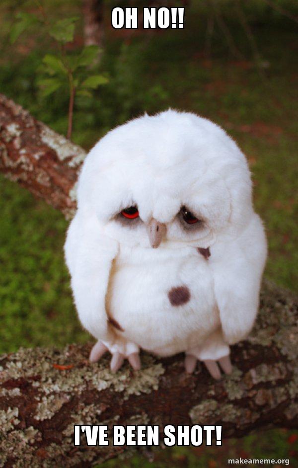 OH NO!! I've been shot! - Sad Owl Meme Generator