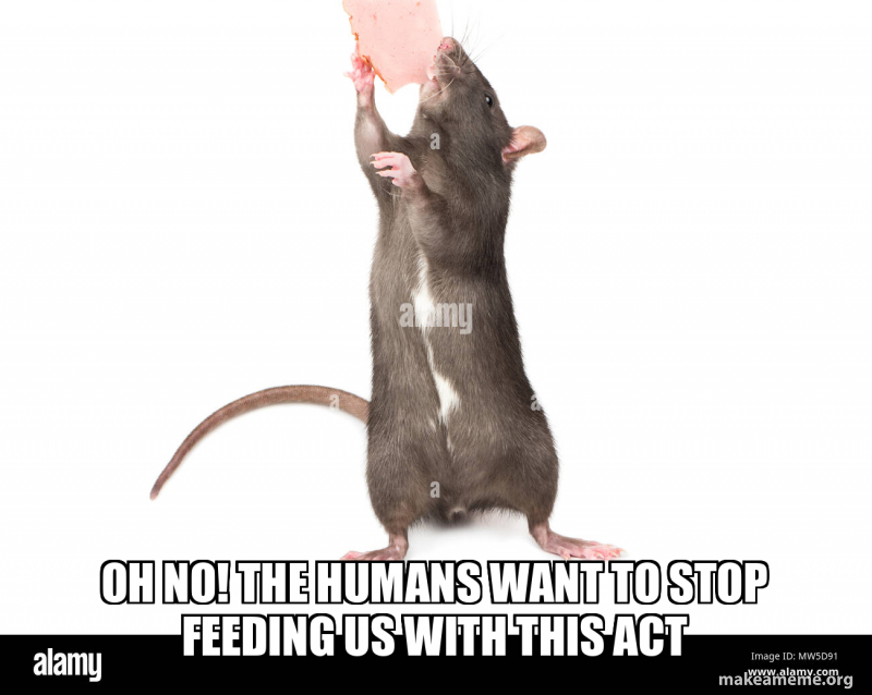 Oh no! the humans want to stop feeding us with this act Meme Generator