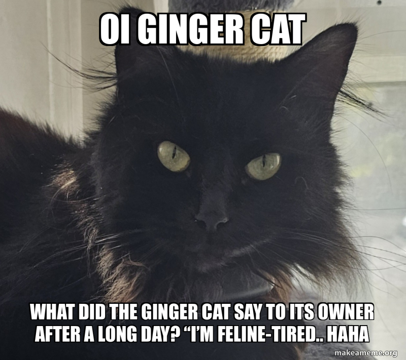 Oi ginger Cat What did the ginger cat say to its owner after a long day ...