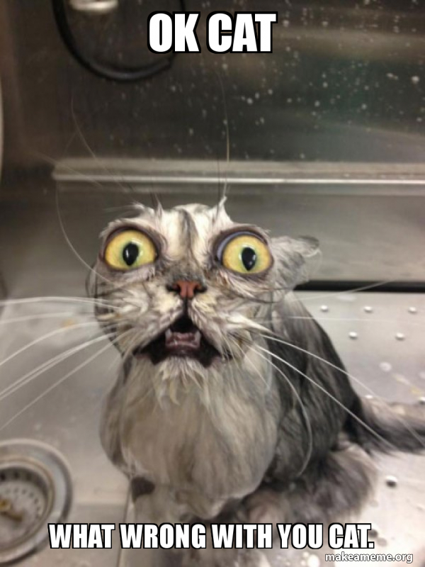 Ok cat What wrong with you cat. - Cat bath Meme Generator