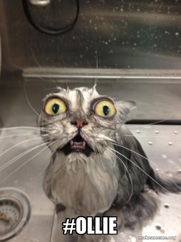 #Ollie - Cat bath Meme Generator