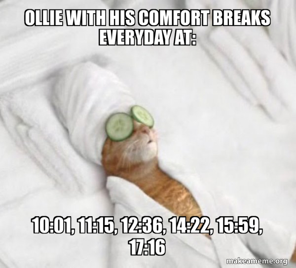 Ollie with his comfort breaks everyday at: 10:01, 11:15, 12:36, 14:22 ...
