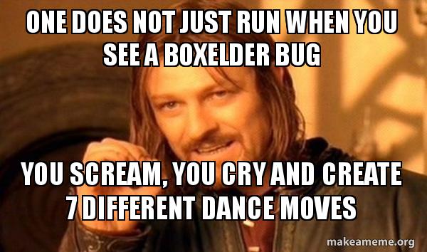 One does not just run when you see a boxelder bug You scream, you cry ...