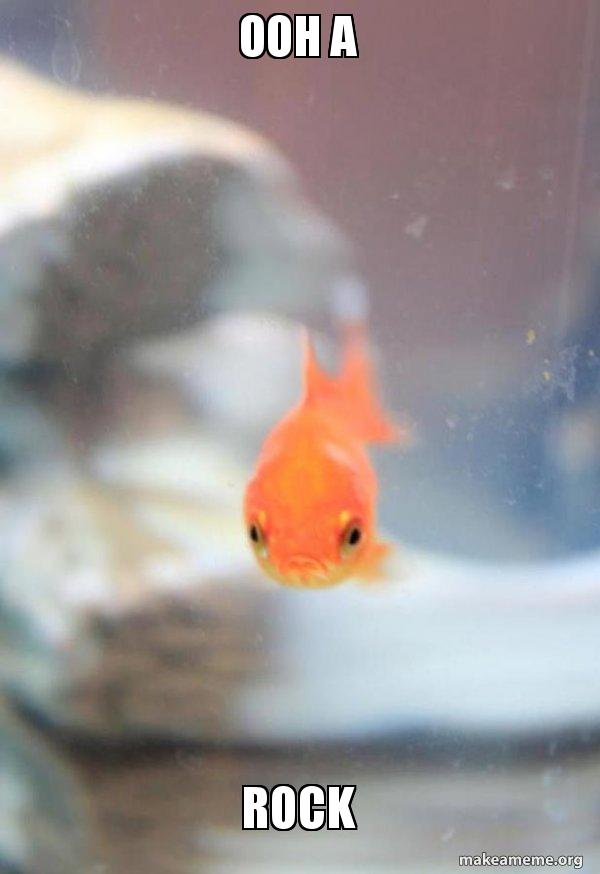 ooh a rock - Grumpy Fish Meme Generator