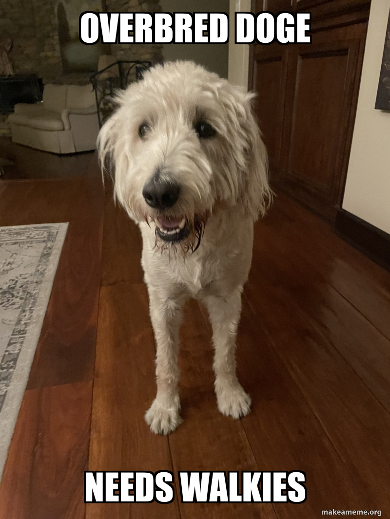 Overbred doge Needs walkies Meme Generator