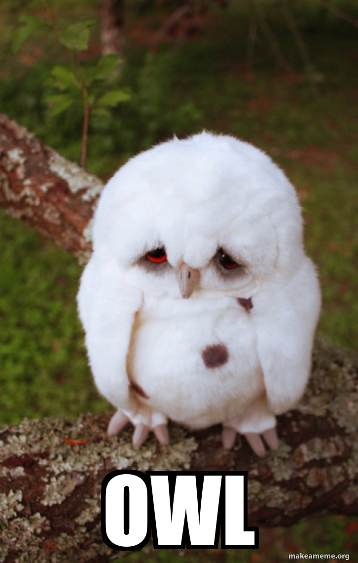owl - Sad Owl Meme Generator